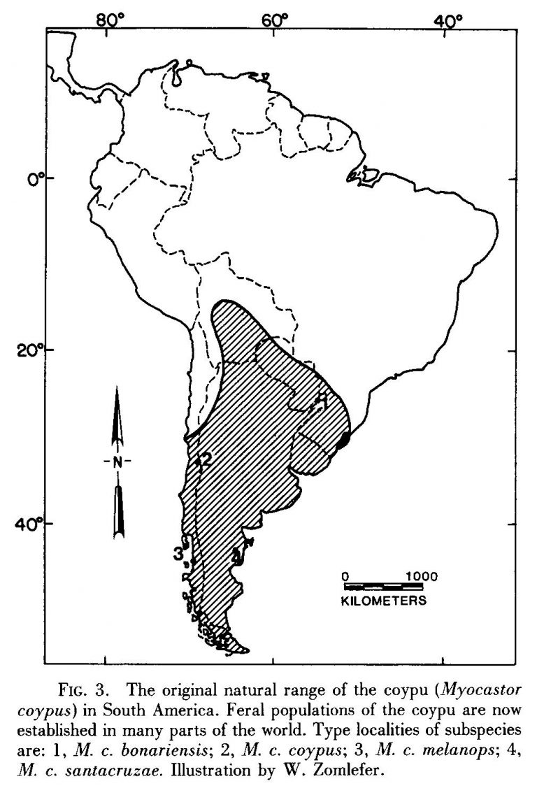 Bienvenue dans le Monde des MammifèresMyocastor coypus - Bienvenue dans ...