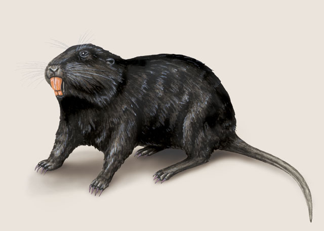 Bienvenue dans le Monde des MammifèresCtenomys rionegrensis - Bienvenue ...