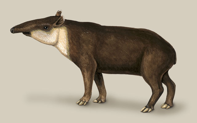Bienvenue dans le Monde des MammifèresTapirus bairdii - Bienvenue dans ...