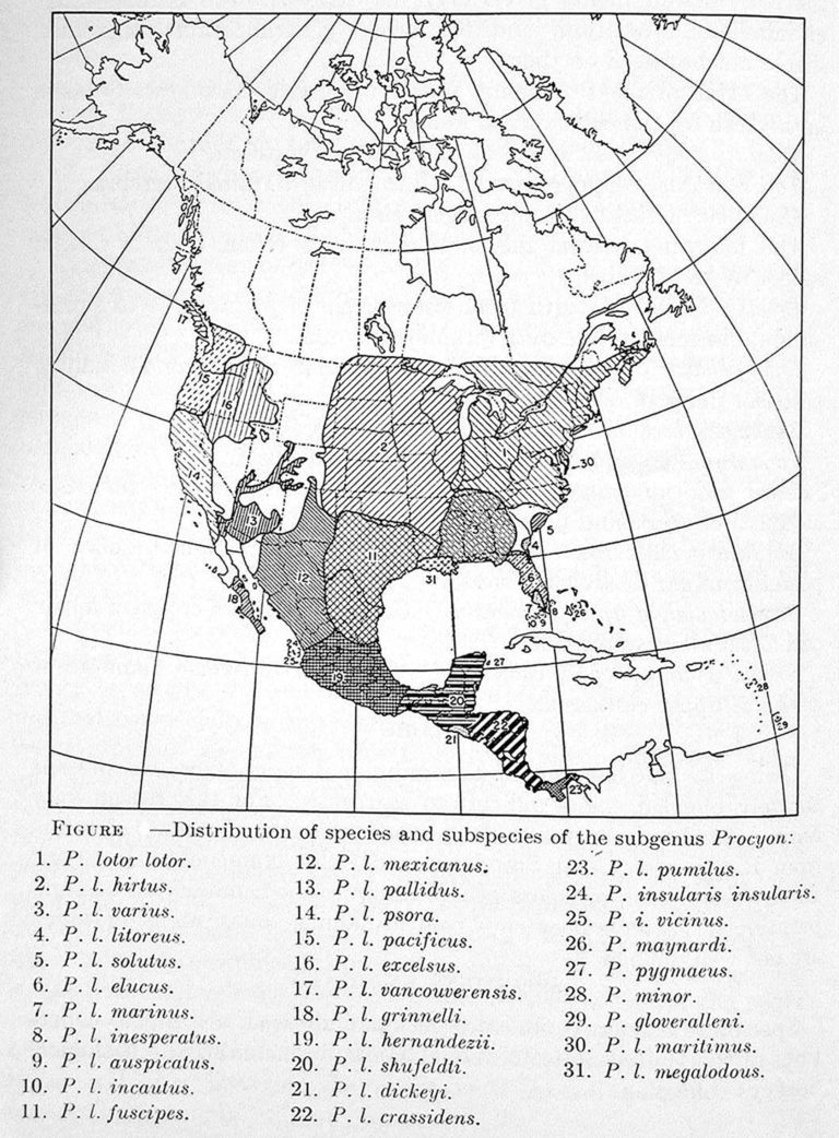 Bienvenue dans le Monde des MammifèresProcyon lotor - Bienvenue dans le ...