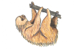 Bienvenue dans le Monde des MammifèresCholoepus hoffmanni - Bienvenue ...